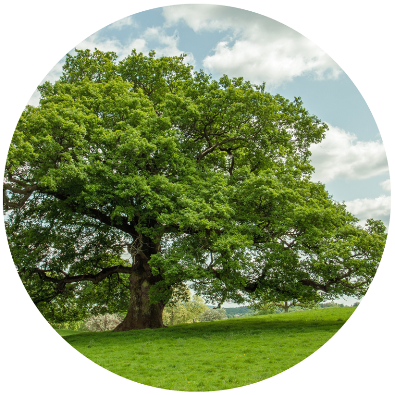 Tree Guardians - Expert Tree and Plant Care Services